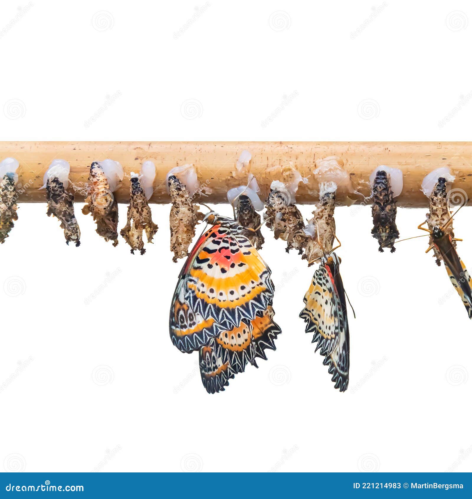 Birth of Butterflies Emerging from Cocoons Isolated on White Stock ...