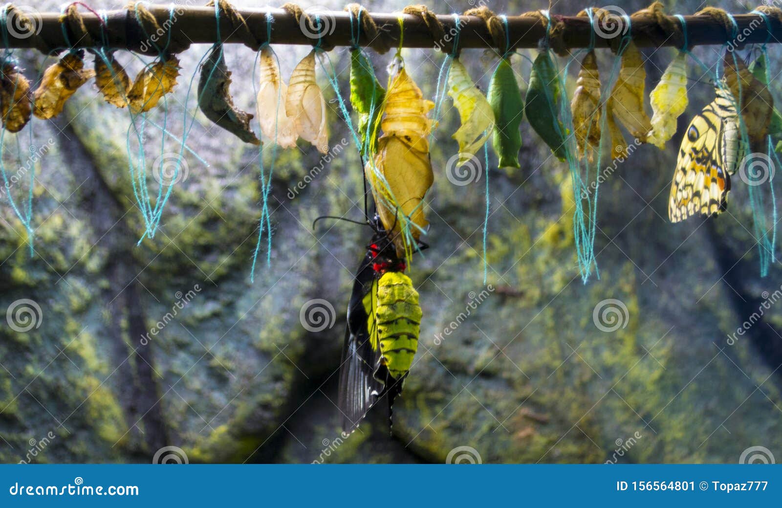 The Birth of a Butterfly from a Chrysalis Stock Image - Image of ...