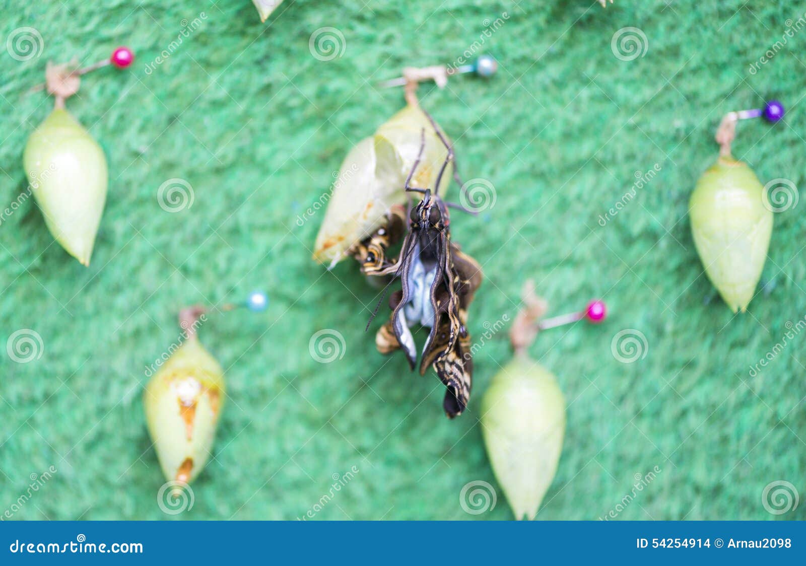 Birth of a Butterfly stock photo. Image of invertebrate - 54254914