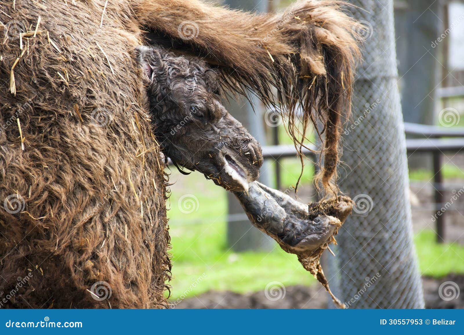 Birth of a camel stock image. Image of baby, asian, bactrian - 30557953