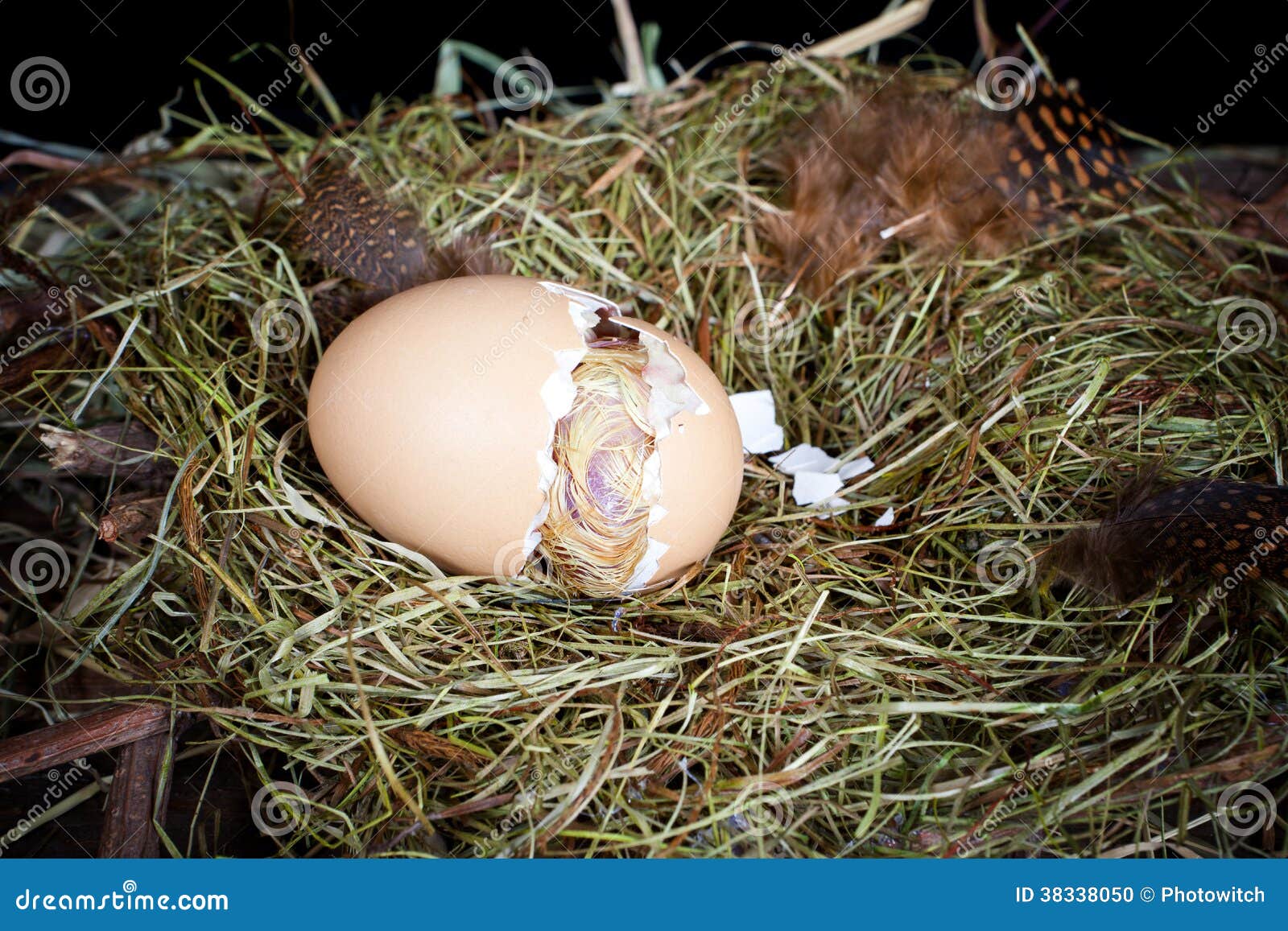 Birth of a chicken stock photo. Image of small, unborn - 38338050