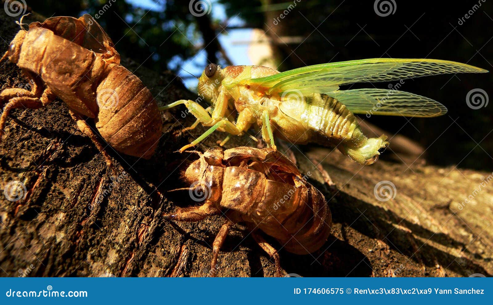 Birth of a cicada stock image. Image of ribs, carapace - 174606575
