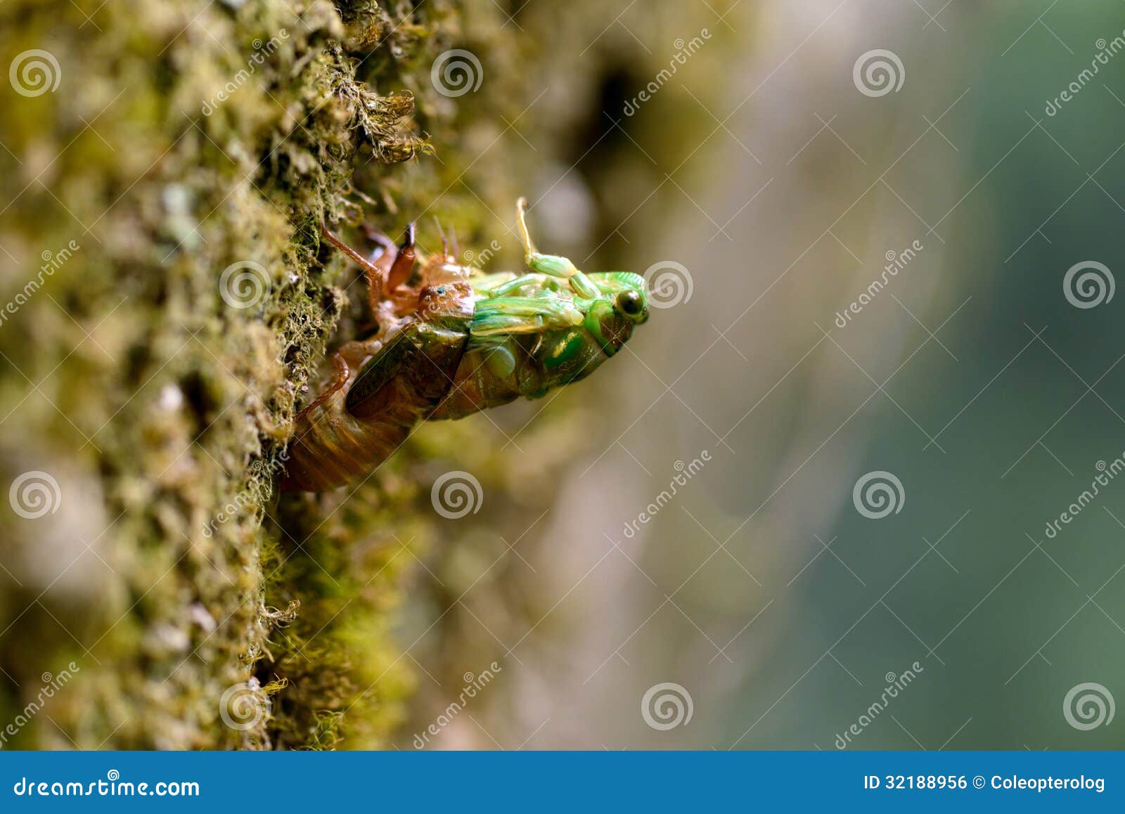Birth of cicada stock photo. Image of fauna, macro, nature - 32188956