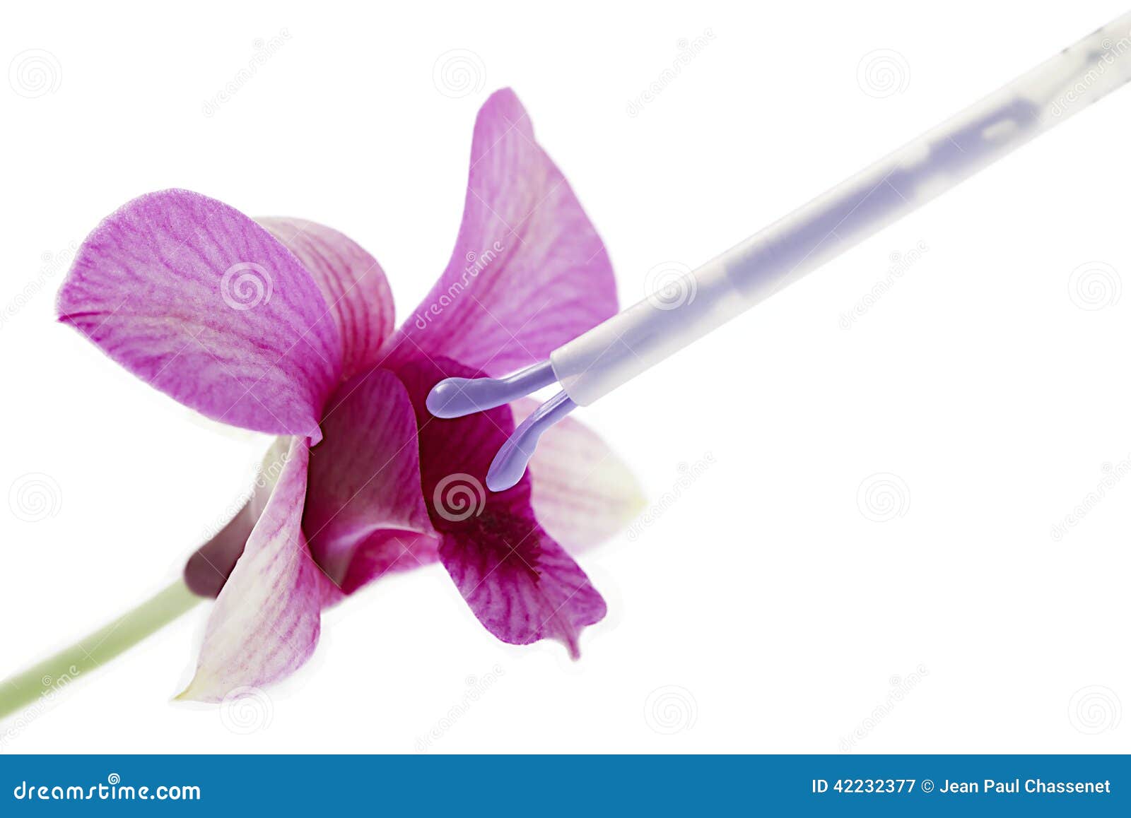 Birth Control and Orchid Flowers Stock Image - Image of medical, life ...