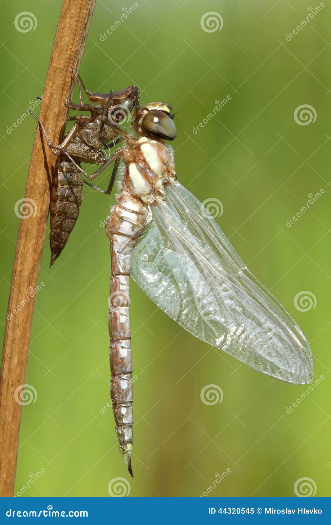 Birth of dragonfly stock image. Image of birth, hatching - 44320545