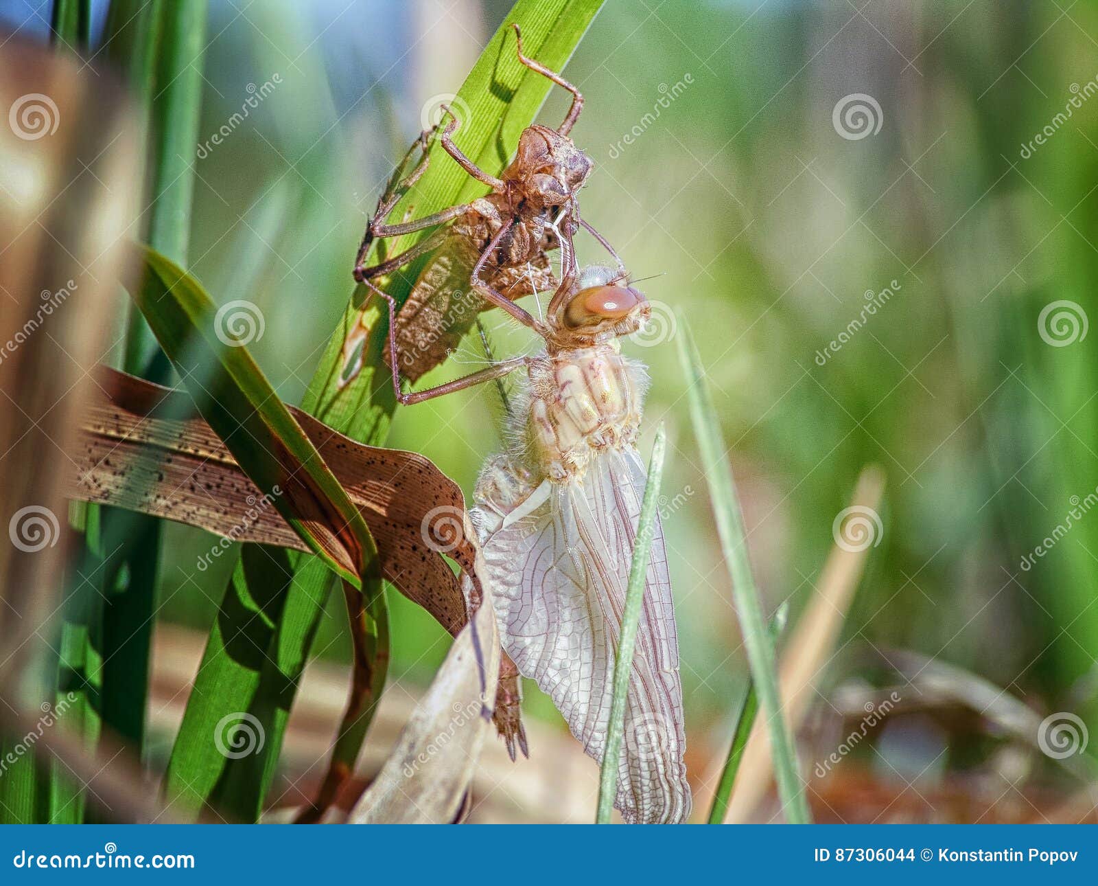 Birth of a dragonfly. stock photo. Image of water, macro - 87306044