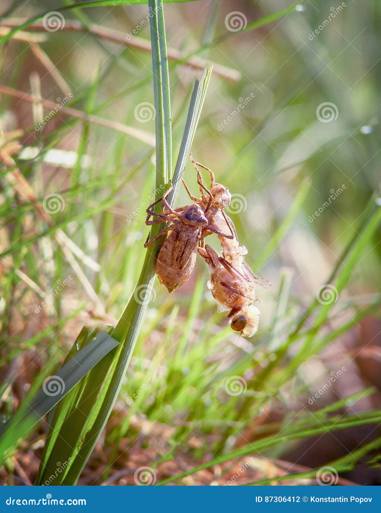 Birth of a dragonfly. stock photo. Image of close, birth - 87306412