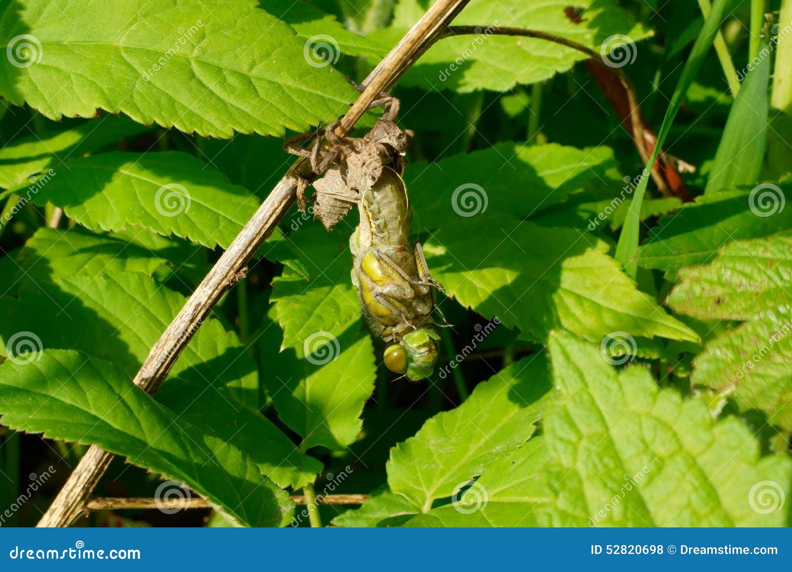 Birth of a dragonfly stock photo. Image of class, development - 52820698