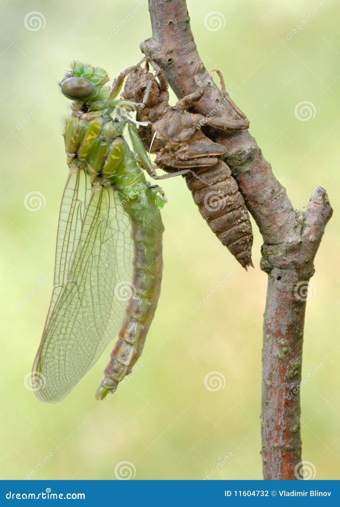 Birth of a Dragonfly (series 5 Photos) Stock Photo - Image of pond ...
