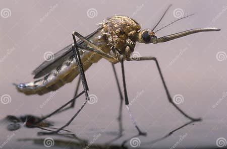 The Birth of a Female Mosquito Stock Photo - Image of itch, bugs: 424794