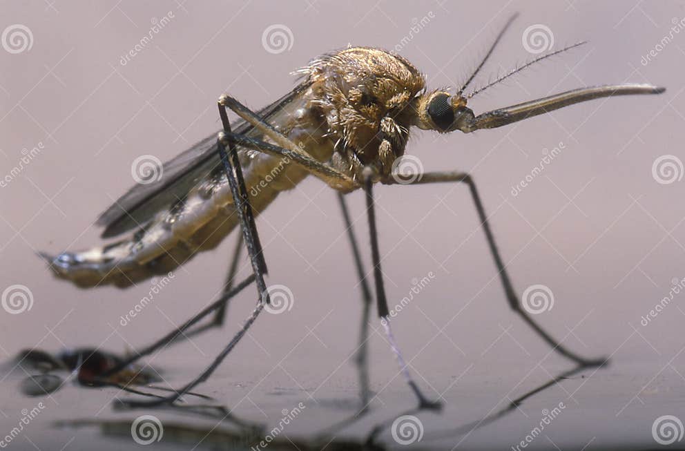 The Birth of a Female Mosquito Stock Photo - Image of itch, bugs: 424794