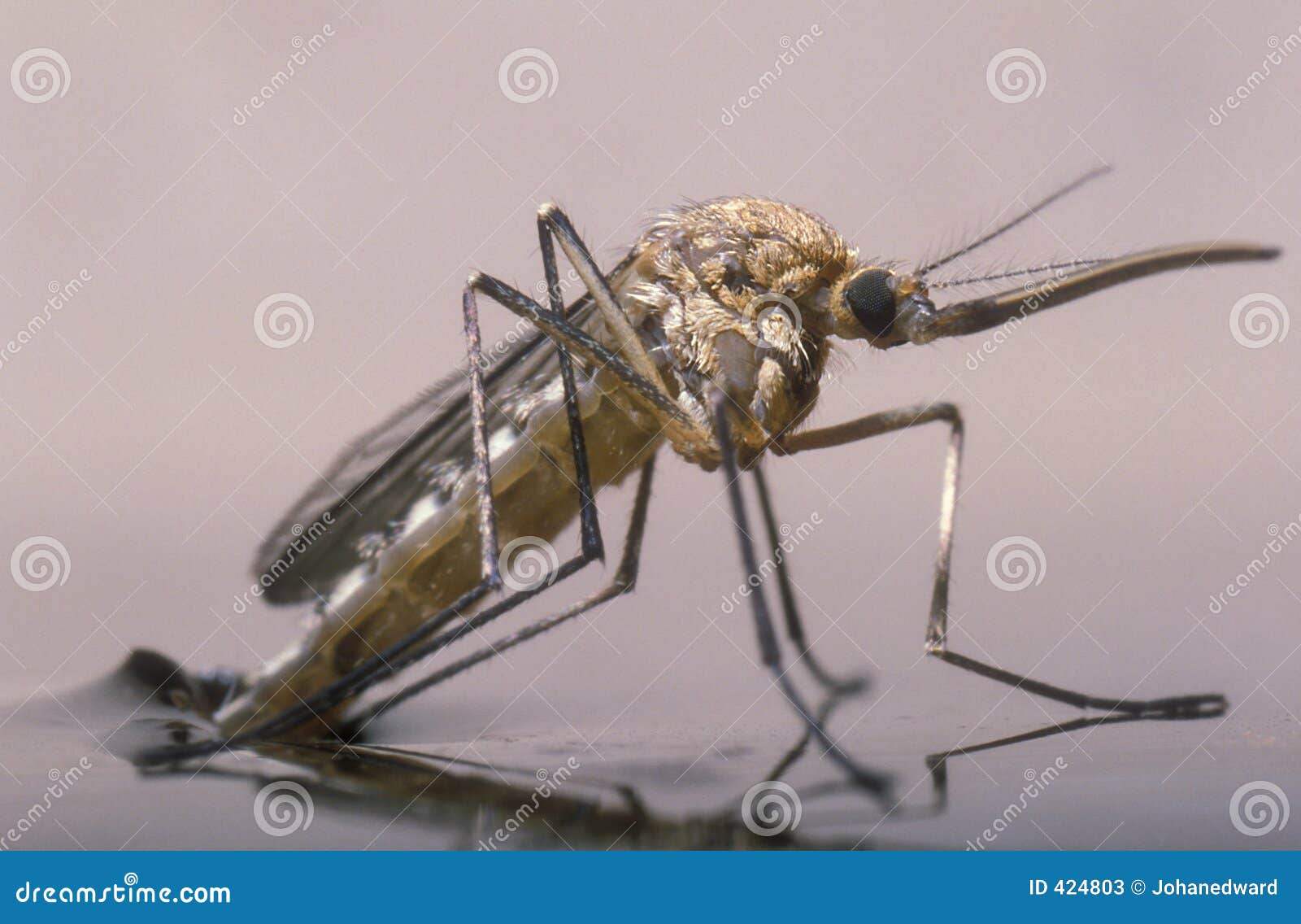 The Birth of a Female Mosquito Stock Image - Image of mosqito, itch: 424803