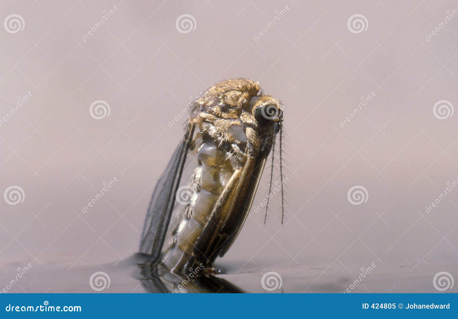 The Birth of a Female Mosquito Stock Image - Image of sucking, macro ...