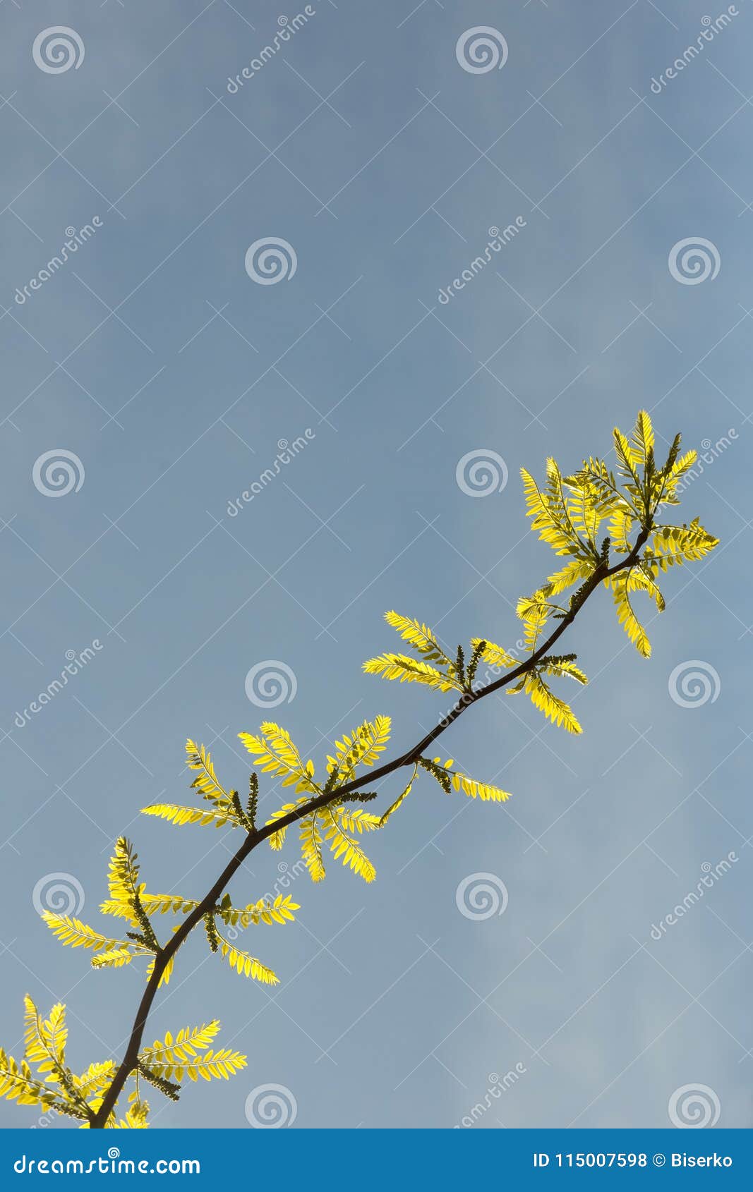 Birth of spring leaves stock photo. Image of life, branch - 115007598