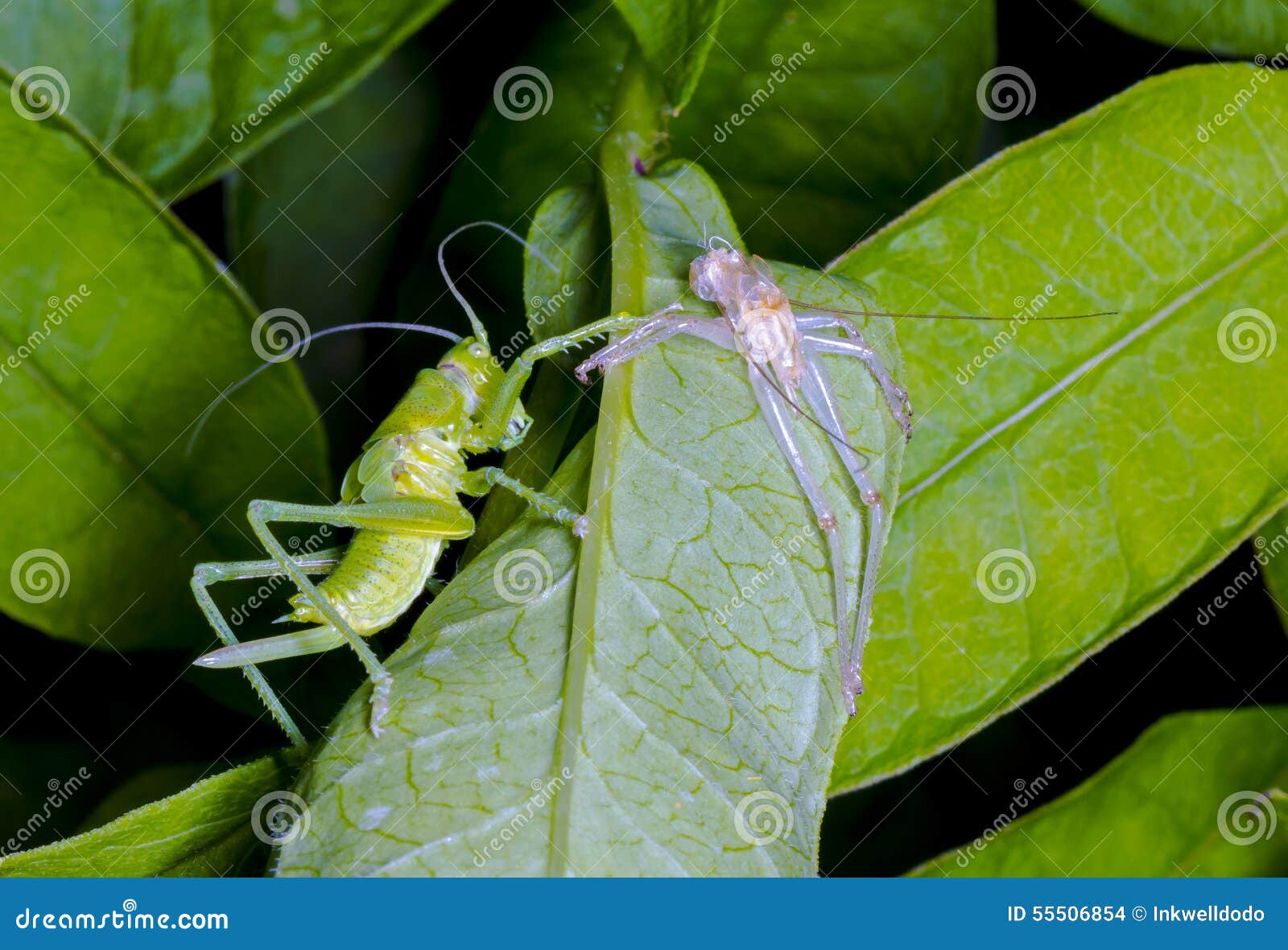 The birth of a grasshopper stock photo. Image of animal - 55506854