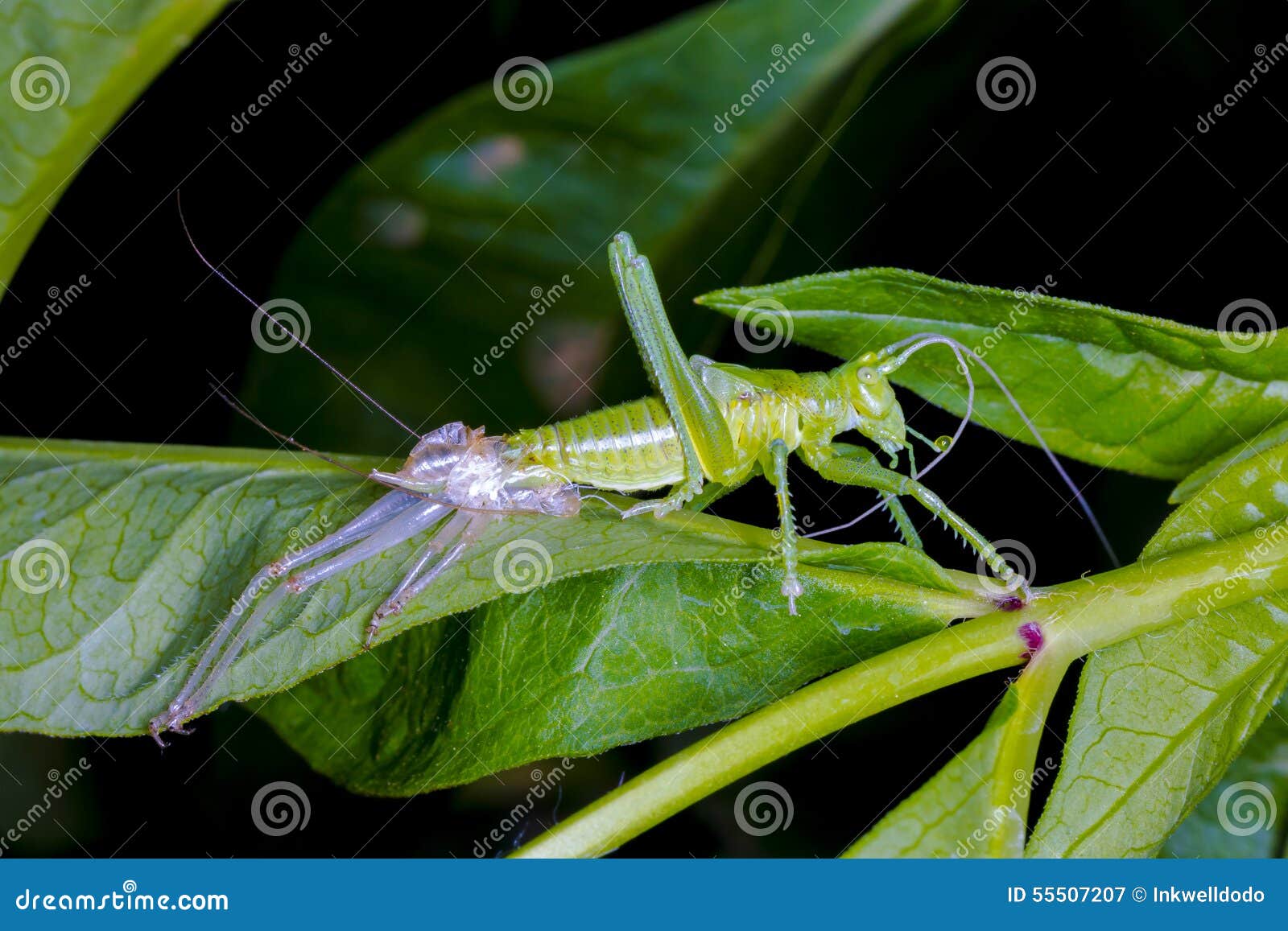 The birth of a grasshopper stock image. Image of insect - 55507207