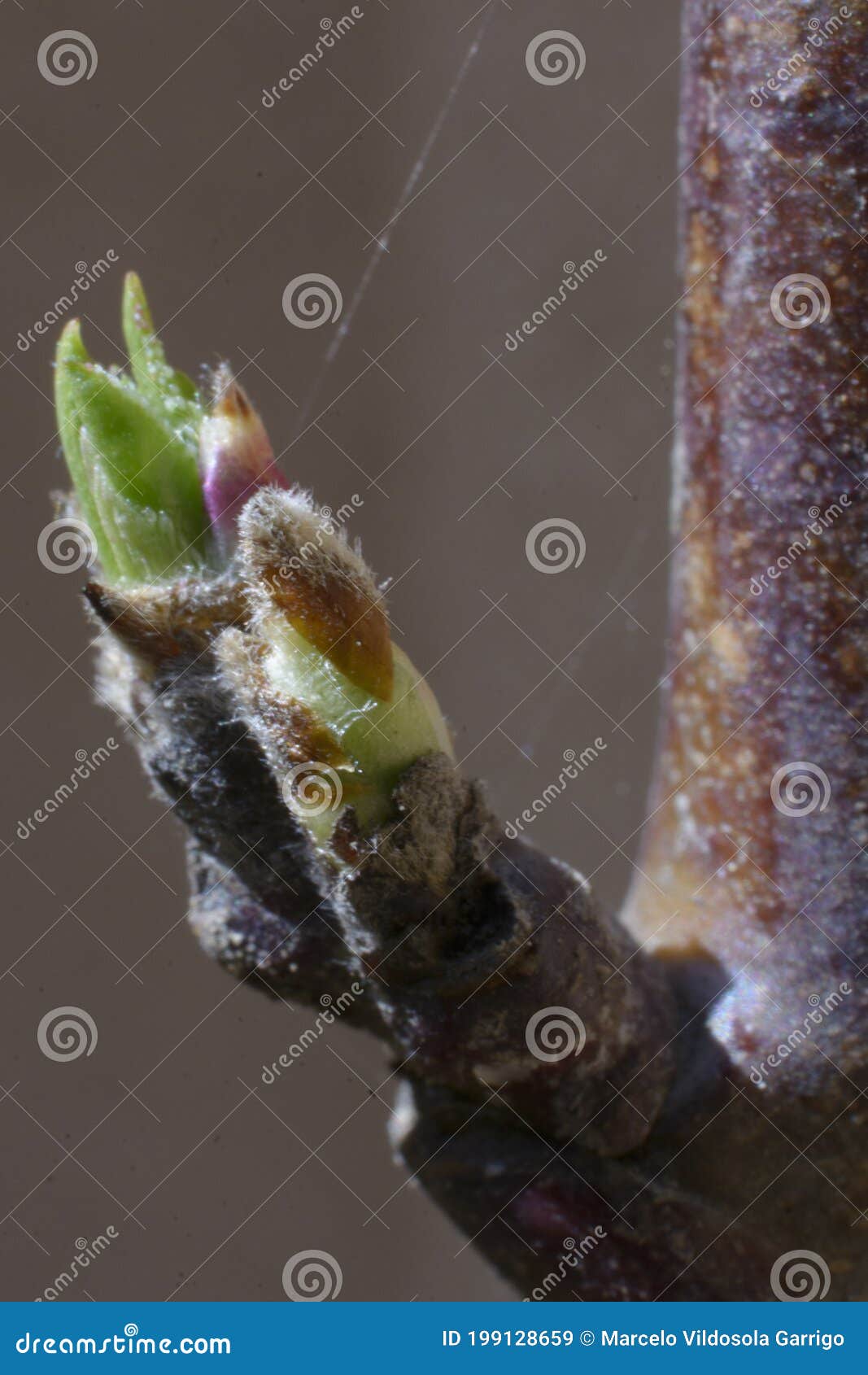 The Birth of the Leaves on the Peach Plant. Stock Image - Image of ...