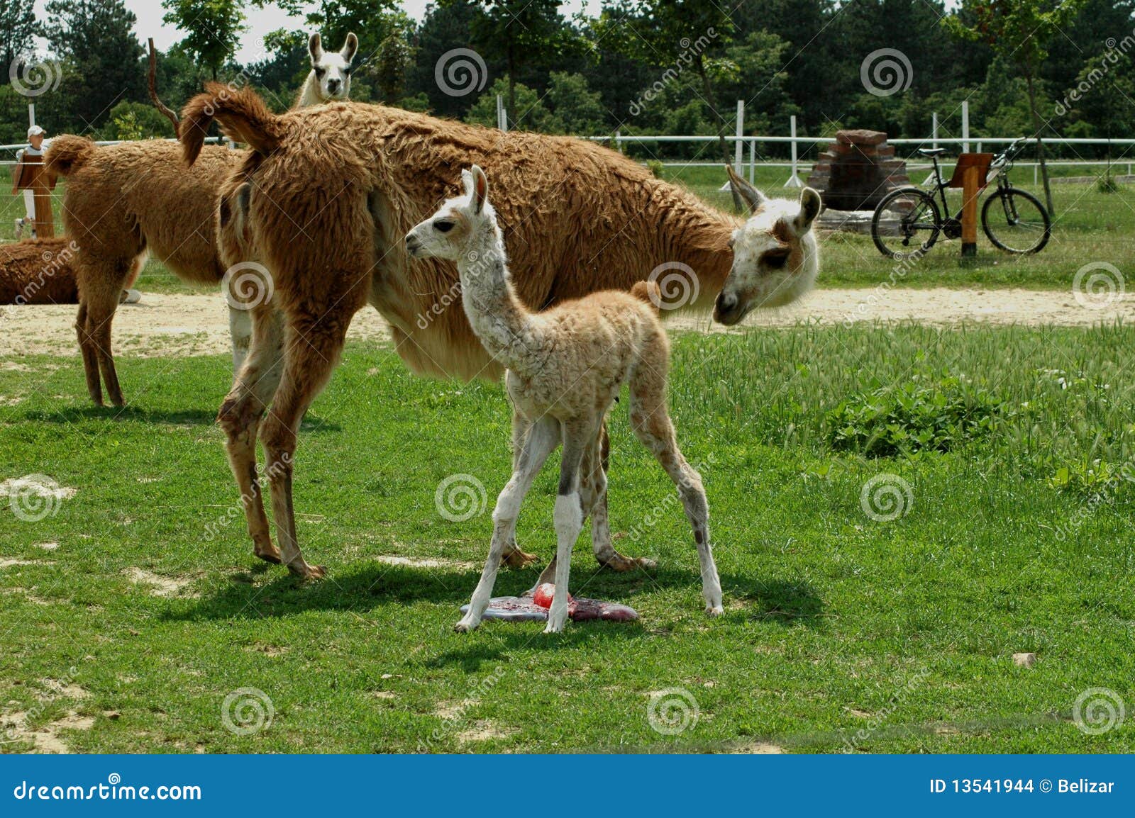 Birth of a Llama (Lamag Glama) Stock Photo - Image of newborn, llama ...