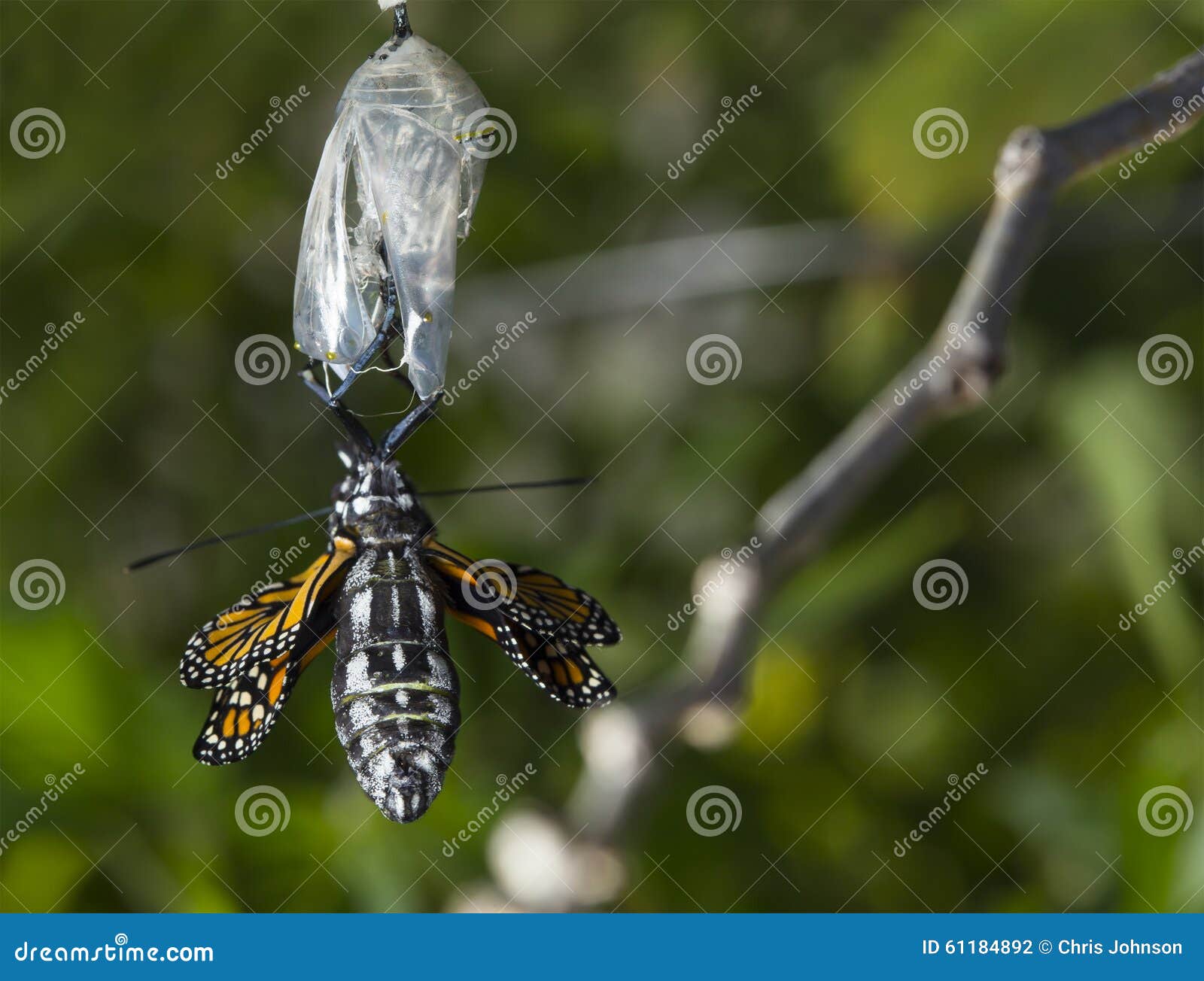 Birth of a Monarch Butterfly Stock Photo - Image of baby, wings: 61184892
