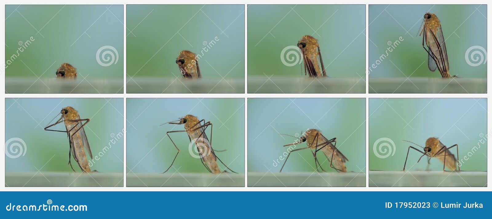 Birth mosquito Series stock image. Image of animal, insects - 17952023
