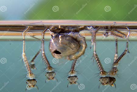 Birth of a mosquito stock image. Image of lake, insect - 32380169