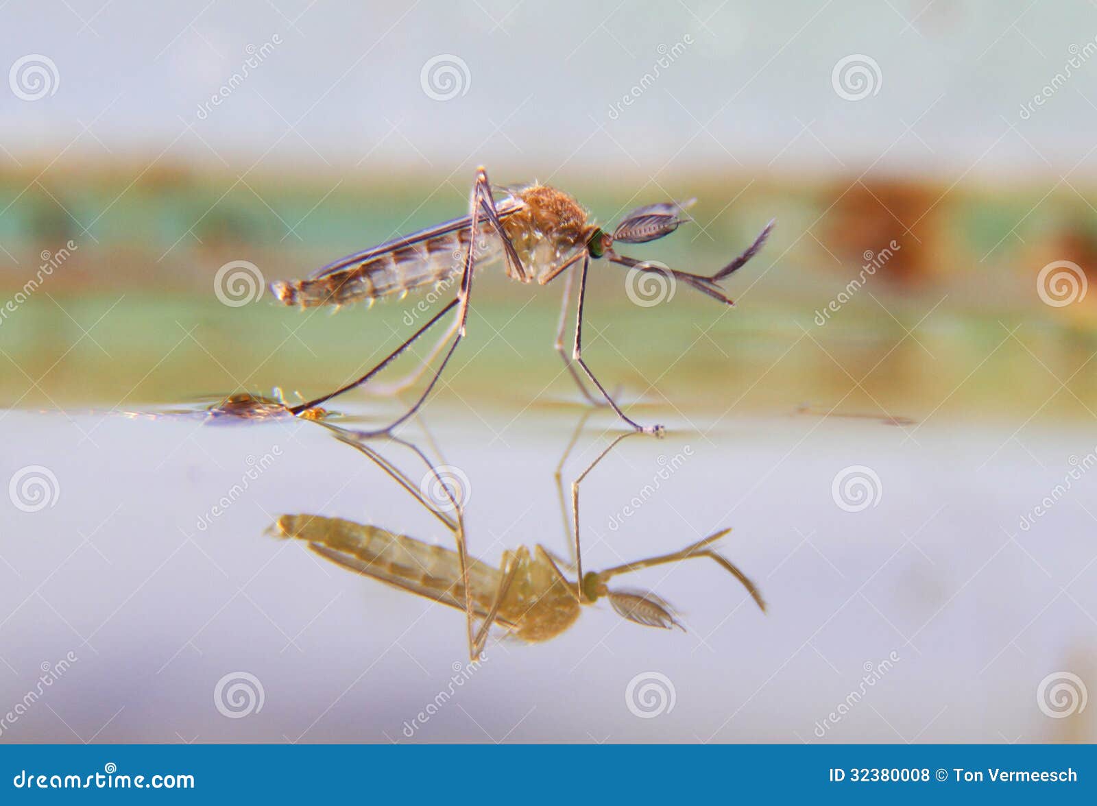 Birth of a mosquito stock photo. Image of disease, insect - 32380008
