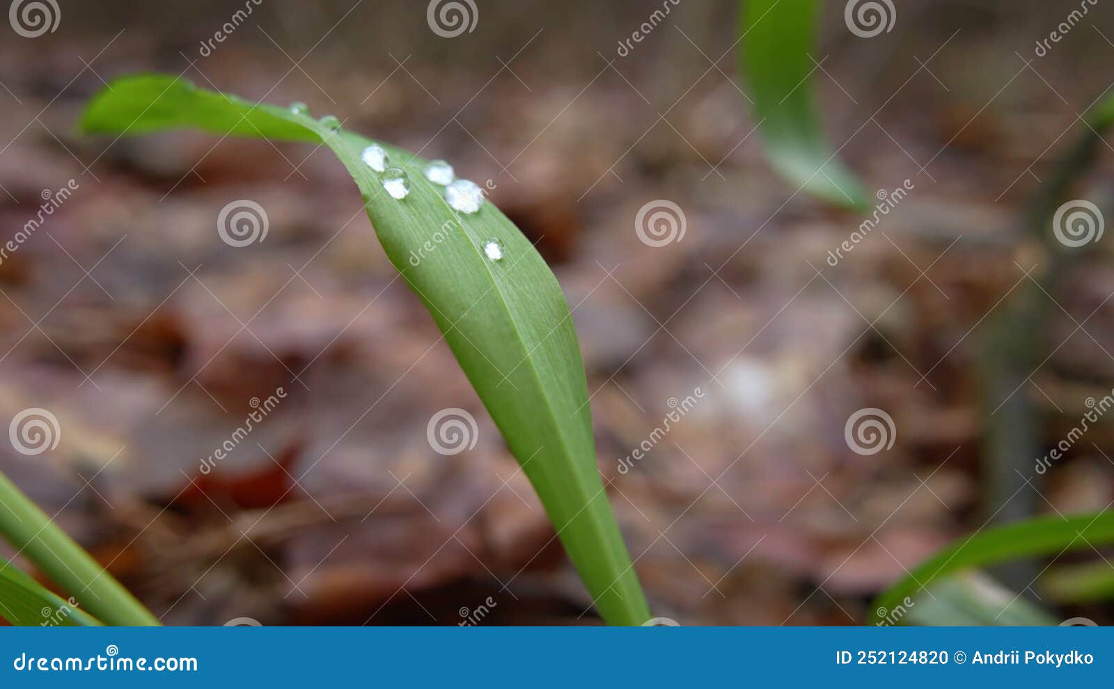 Leaf that Sprouted from the Ground with a Drop of Growth Stock Footage ...