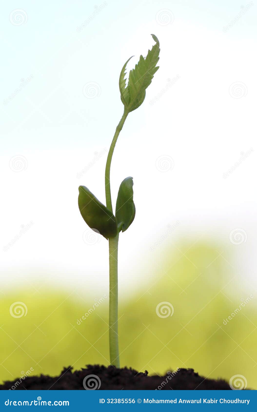 Neem Plant (Azadirachta Indica) Stock Image | CartoonDealer.com #30373453