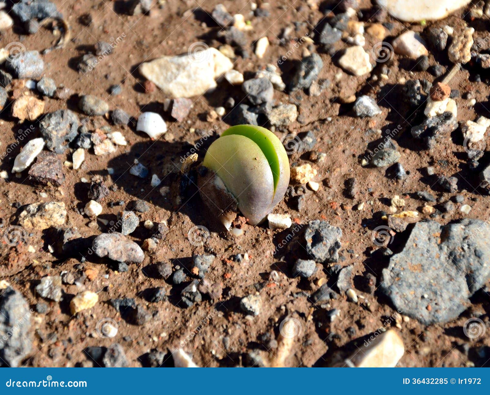 Sprouting stock image. Image of land, grow, developing - 36432285