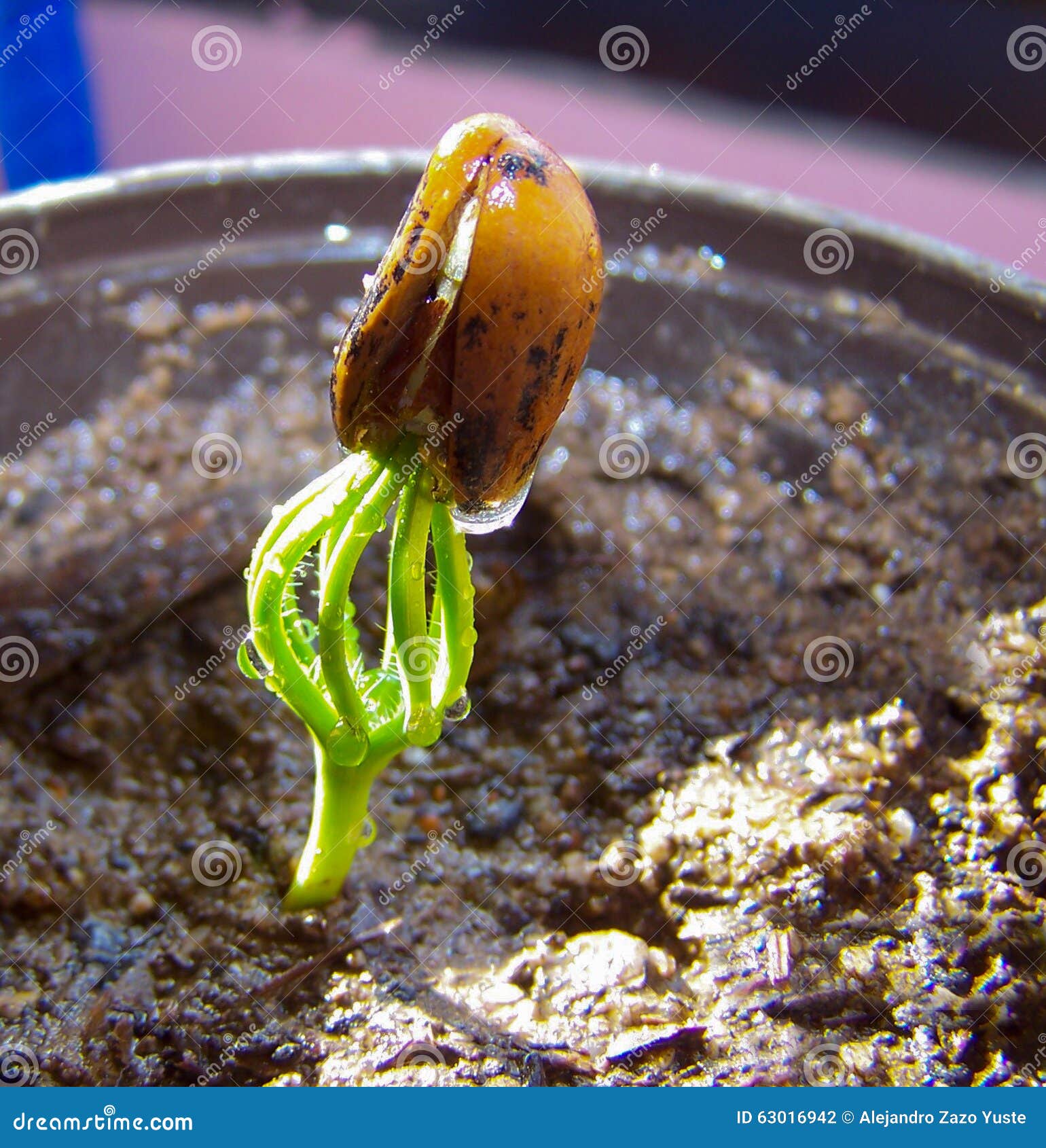 Birth of a pine stock photo. Image of germination, plant - 63016942