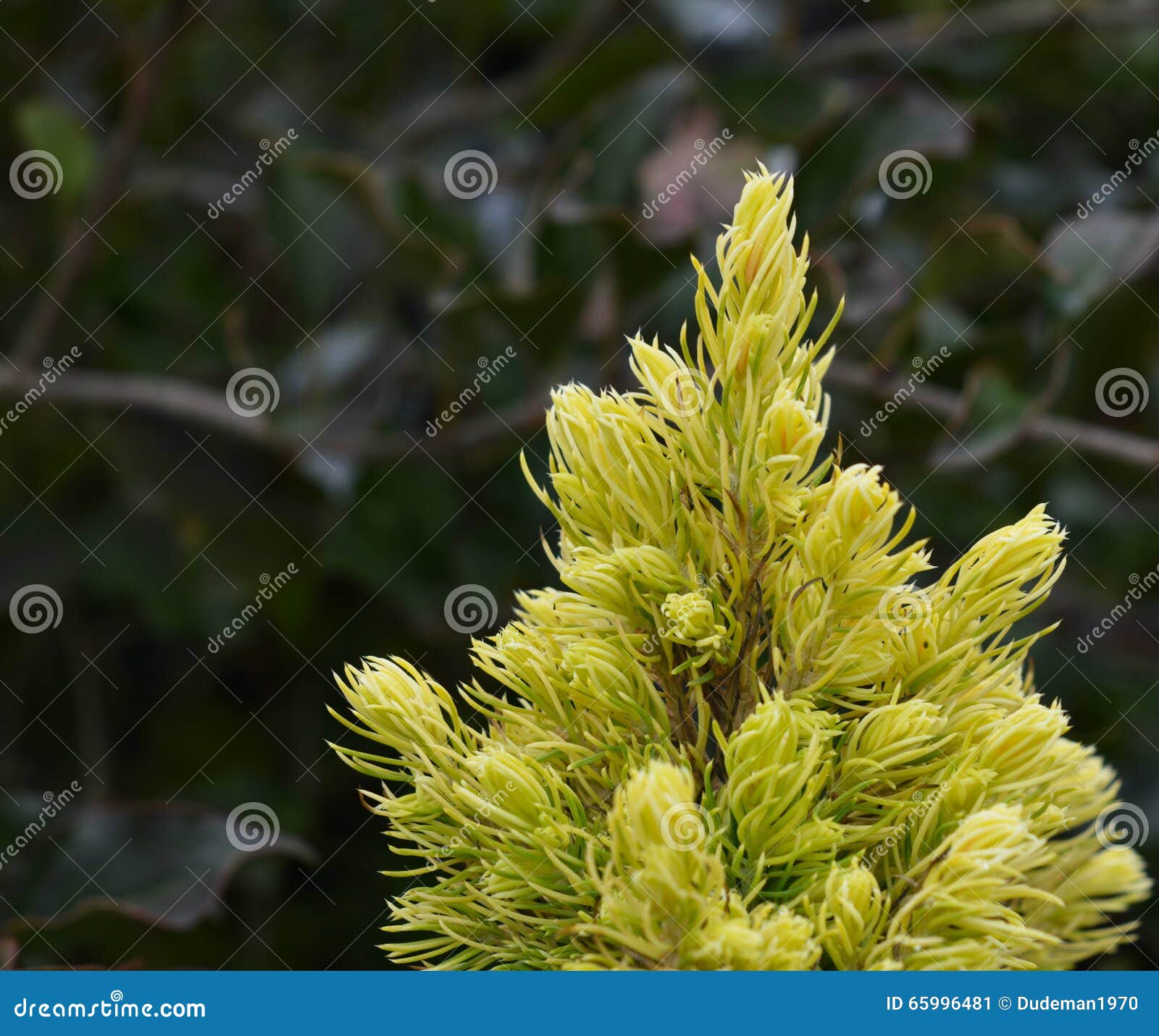 Birth of a Pine stock image. Image of greenhouse, growing - 65996481