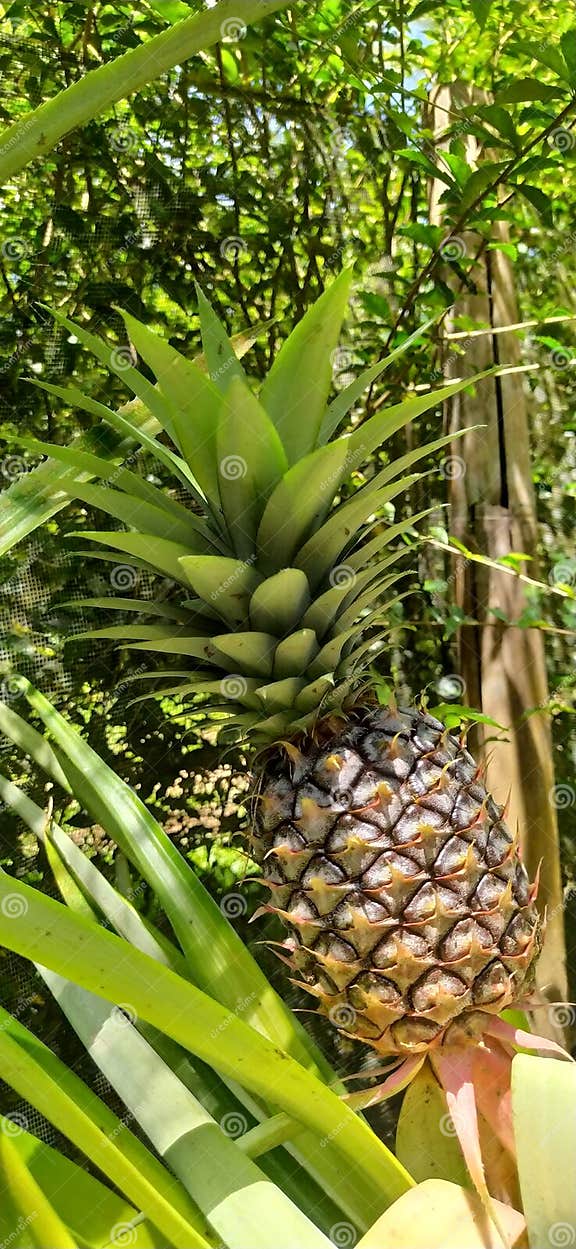 Birth of pinnaple stock image. Image of fruit, young - 261941339