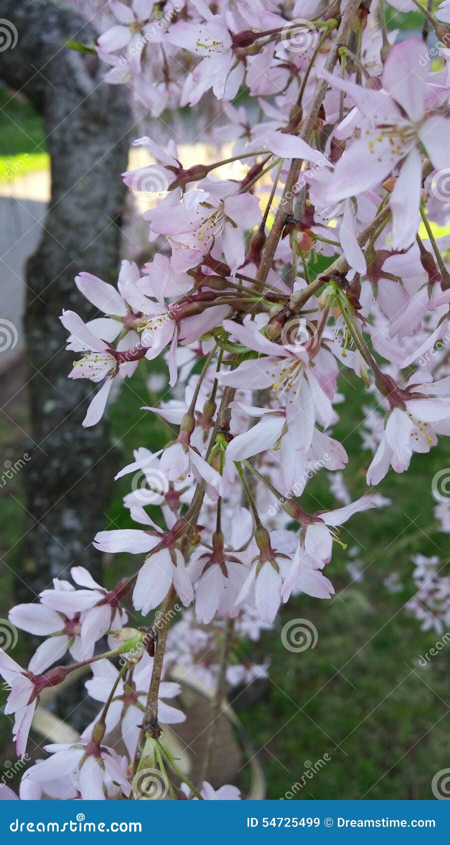 Birth of spring stock image. Image of flowers, spring - 54725499