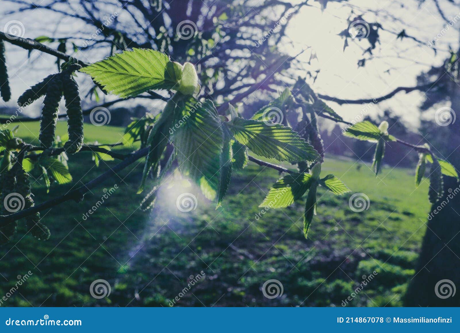 Birth Of Tree. Growing Leaves Stock Image | CartoonDealer.com #230116189
