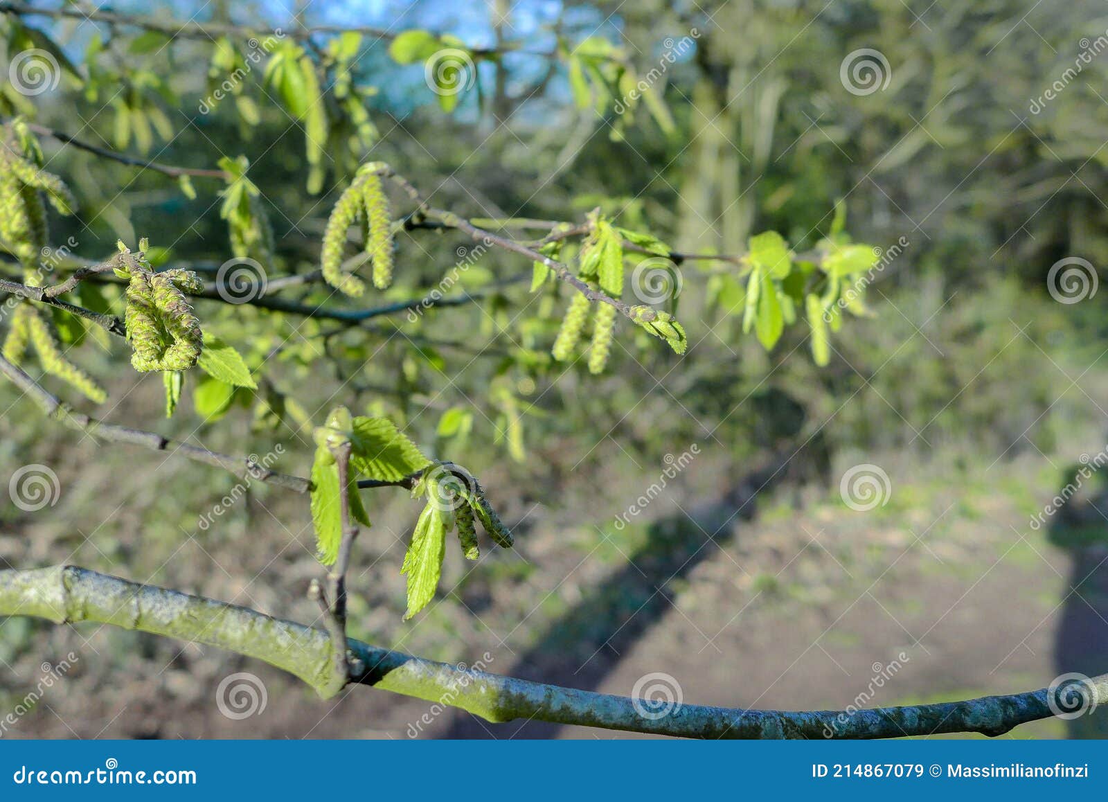 Birth tree stock image. Image of forest, dawn, birch - 214867079