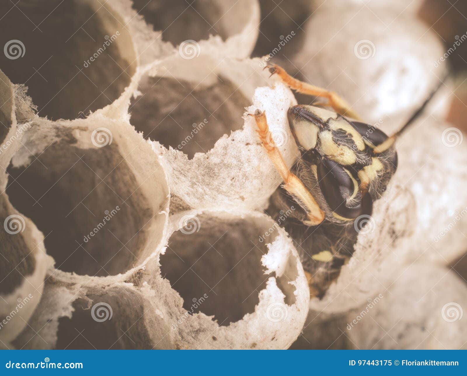 Birth of young worker wasp stock image. Image of cocoon - 97443175