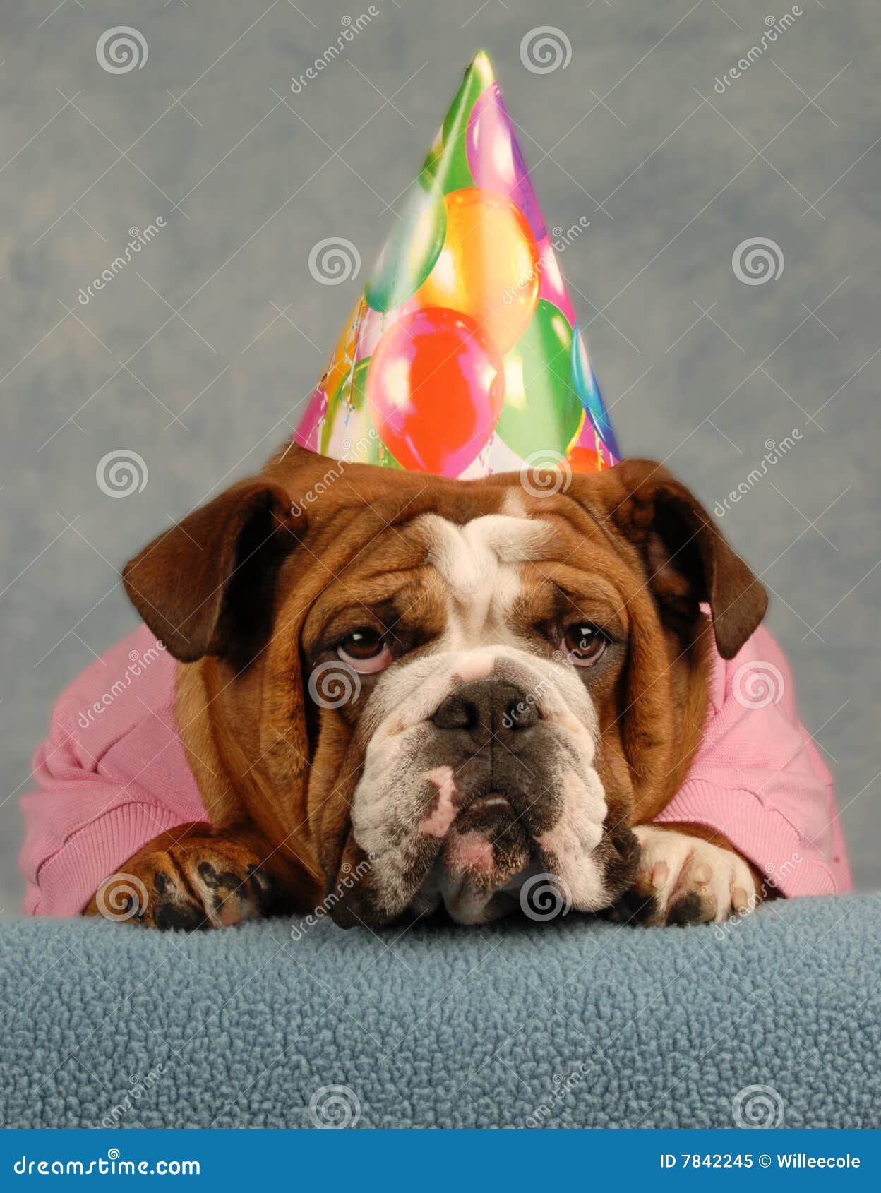 Birthday bulldog stock image. Image of expression, comedy - 7842245