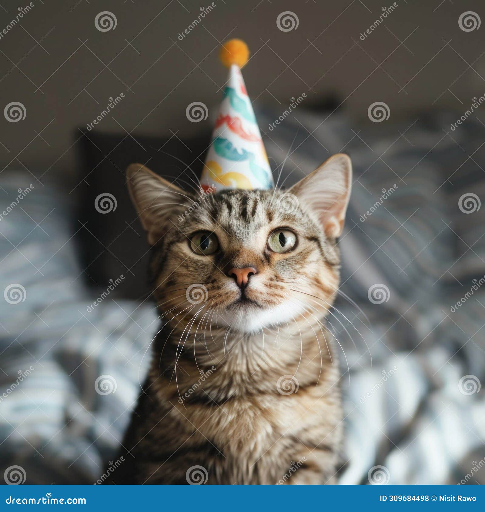 Birthday Cat Wearing a Party Hat Stock Photo - Image of animal ...