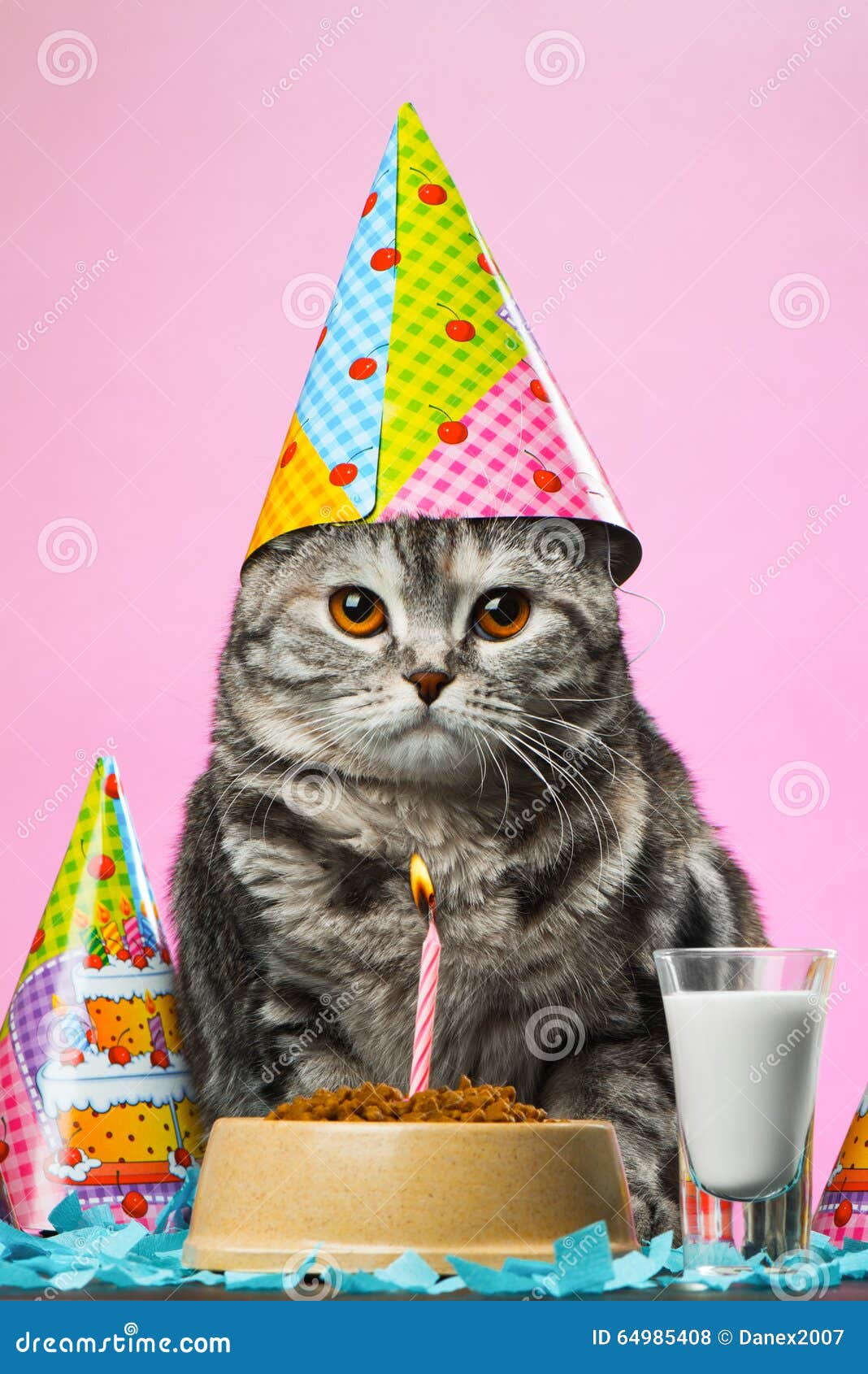Birthday cats stock photo. Image of cute, domestic, milk - 64985408