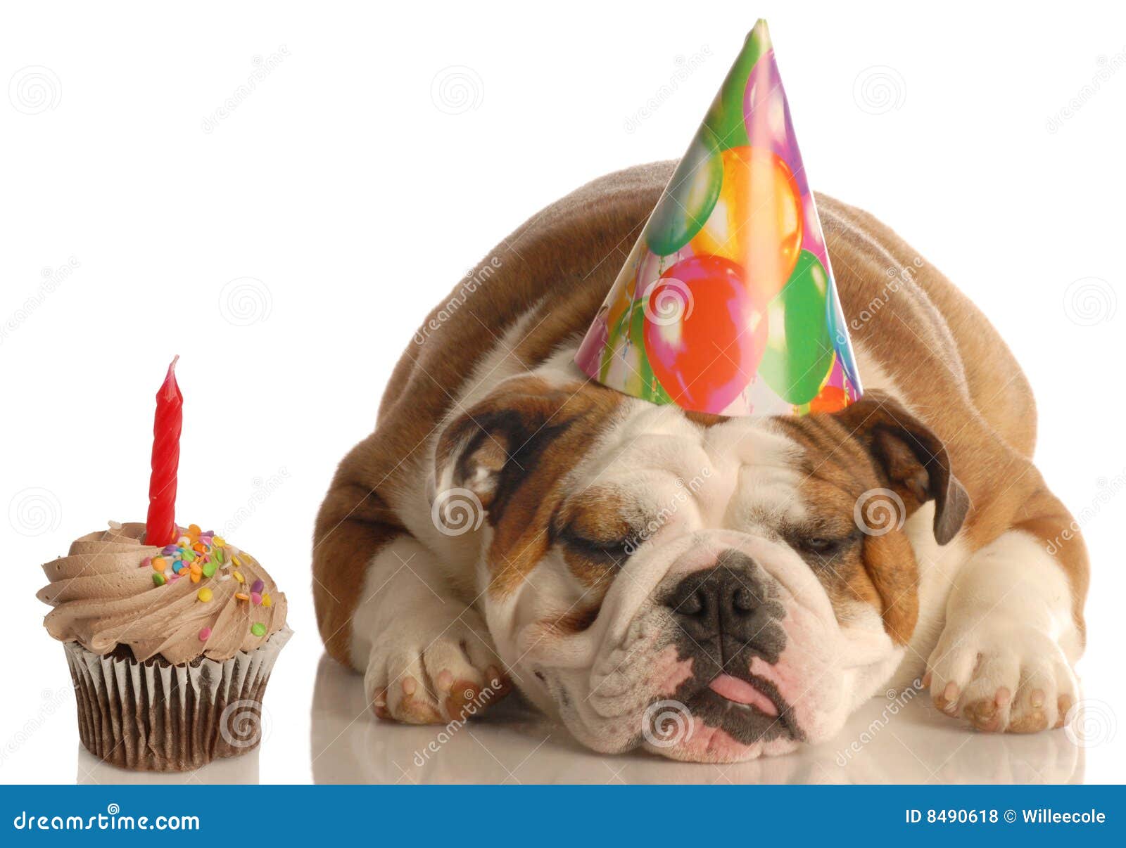 Birthday Dog Royalty Free Stock Photos - Image: 8490618