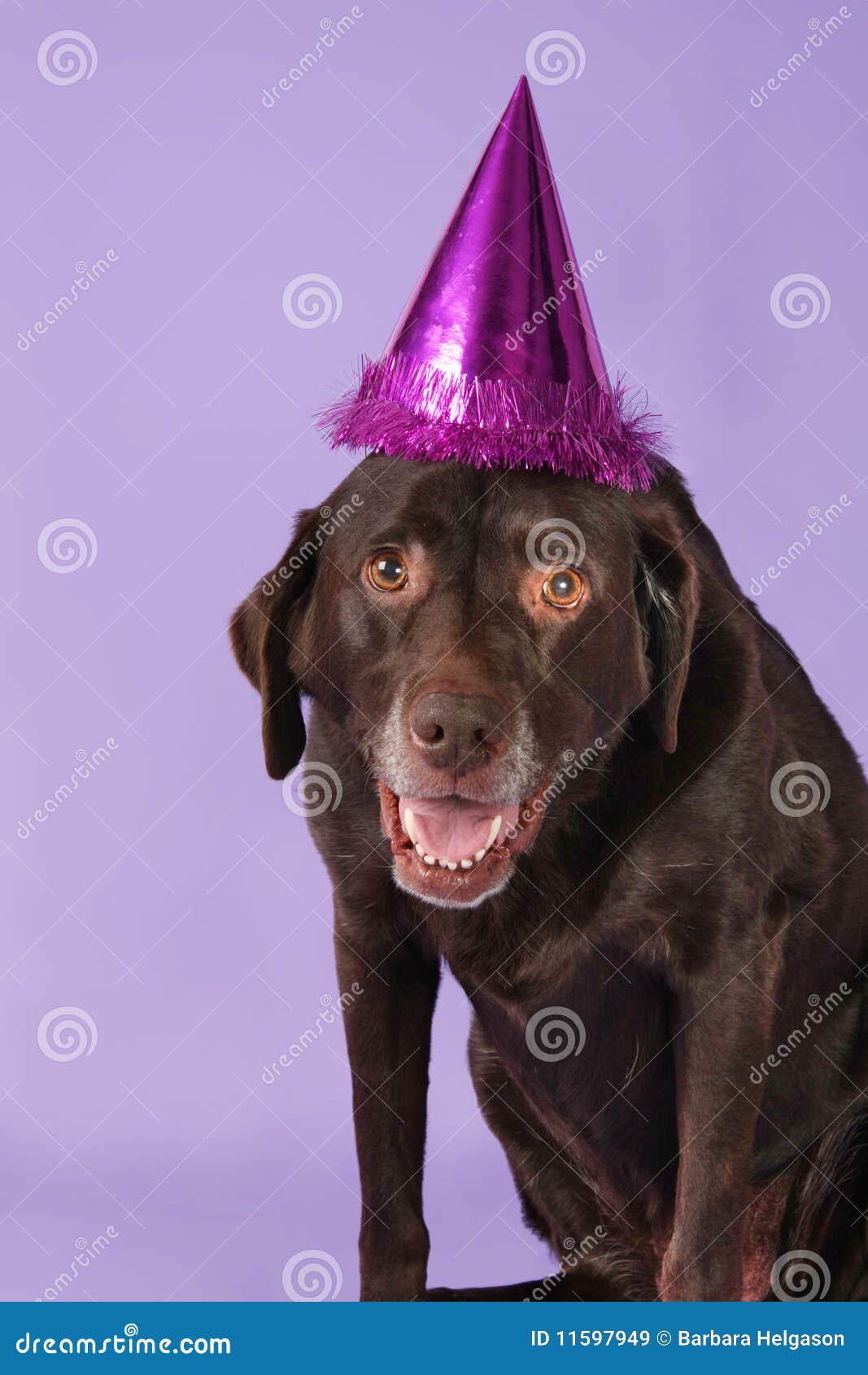 Birthday lab stock image. Image of animal, funny, retriever - 11597949