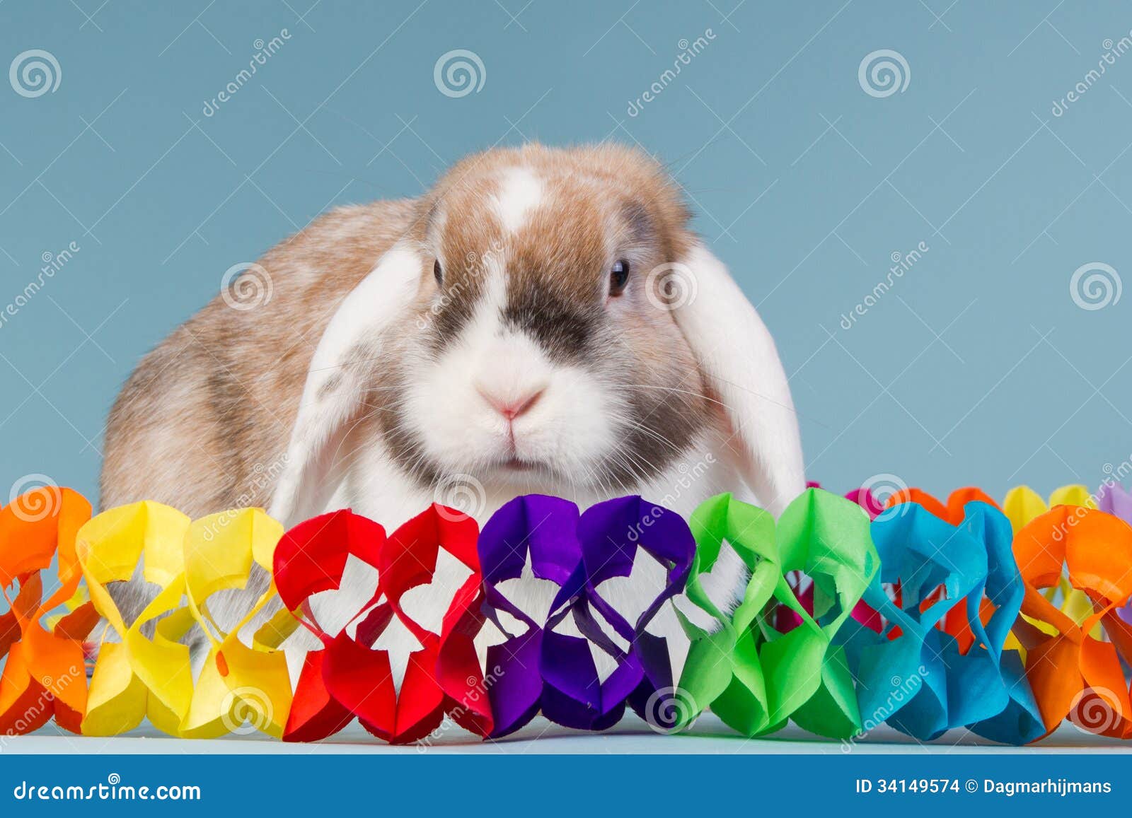 Birthday mini-lop rabbit stock photo. Image of year, minilop - 34149574