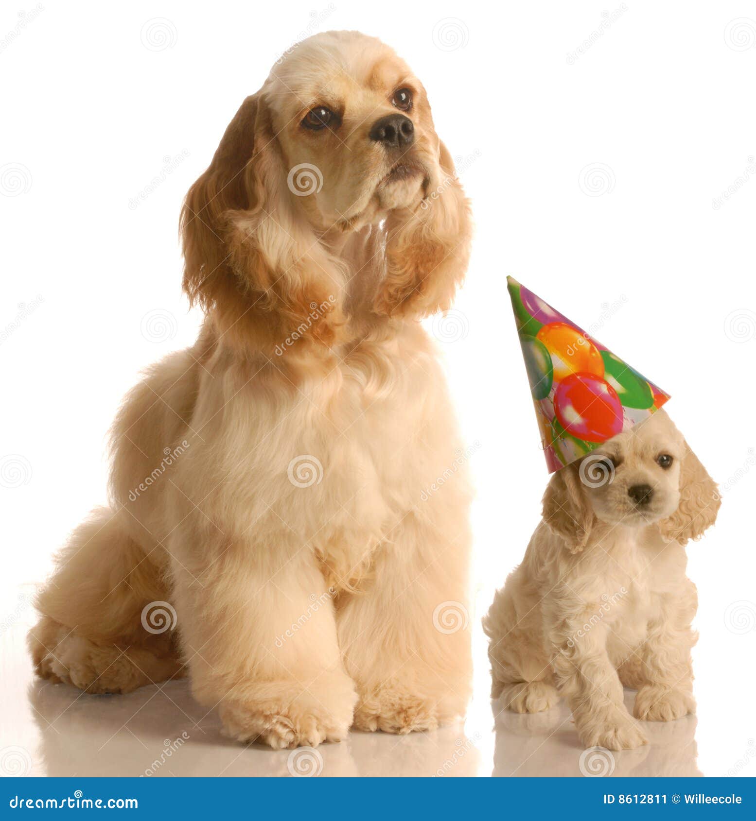 Happy Birthday Cocker Spaniel Stock Photos - Free & Royalty-Free Stock ...