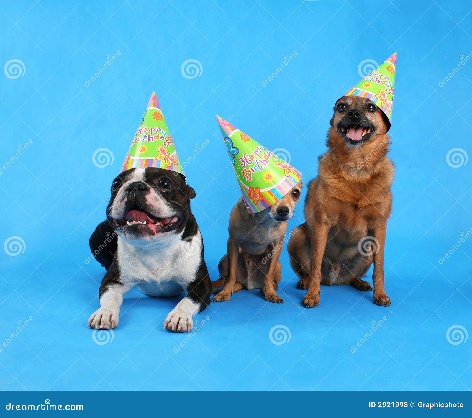 Birthday trio stock photo. Image of mammal, funny, celebration - 2921998