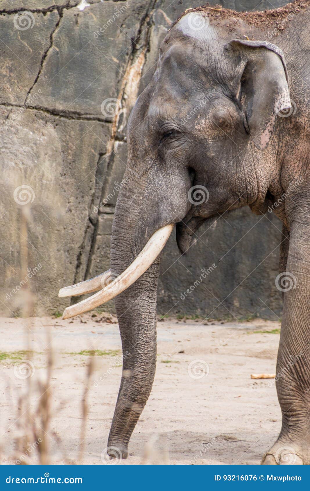 Bis Male Elephant Leader of Mob with Two Tusks Stock Photo - Image of ...