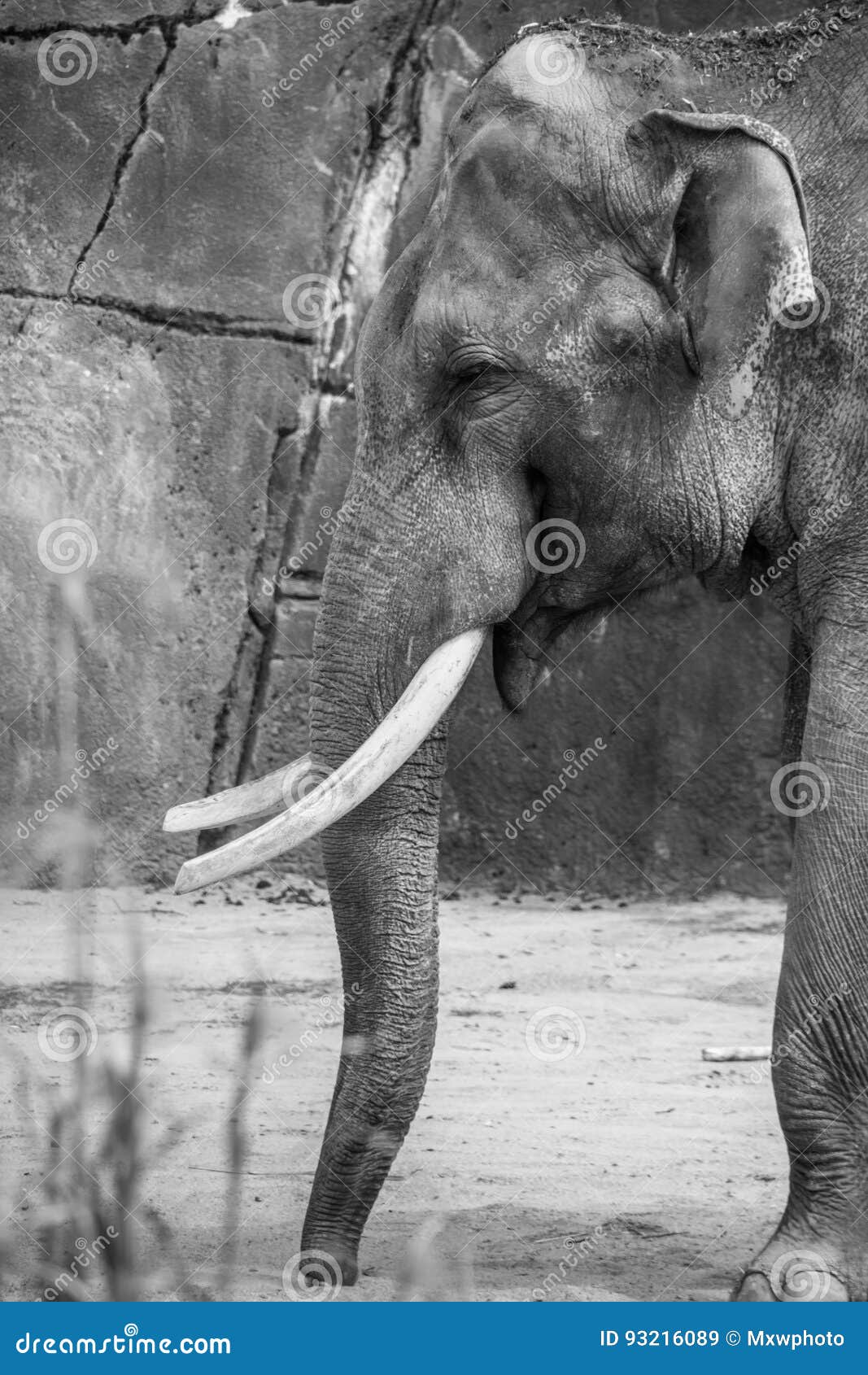 Bis Male Elephant Leader of Mob with Two Tusks Black White Stock Image ...