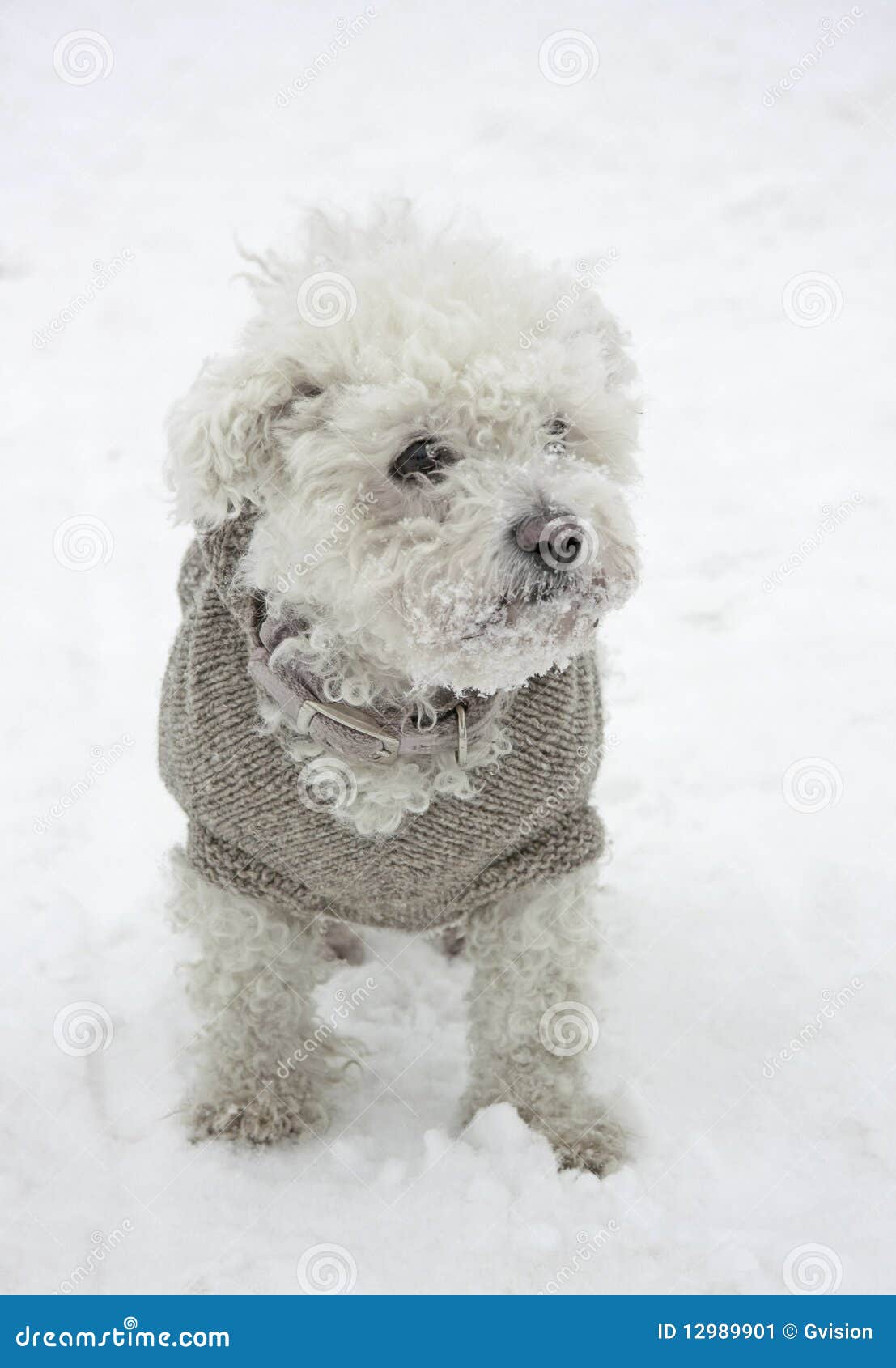 Bischo Frise dog in snow stock image. Image of breed - 12989901
