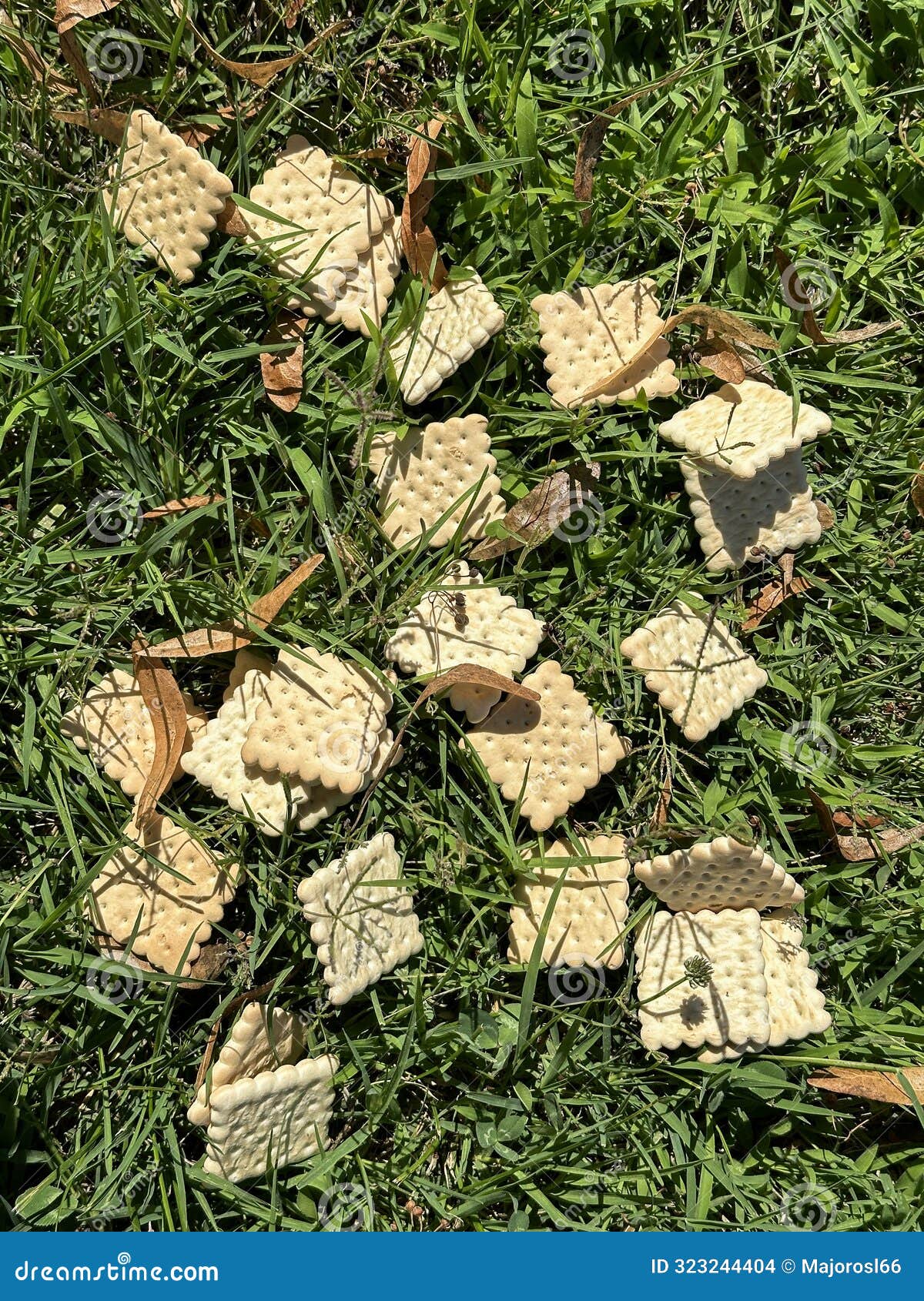 Biscuits in the Grass Area Outdoor Stock Photo - Image of food, cracker ...