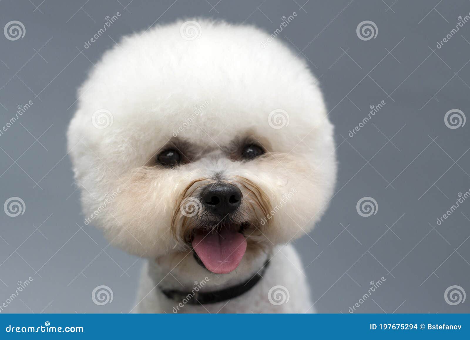 Bishon frise dog stock photo. Image of animals, furry - 197675294