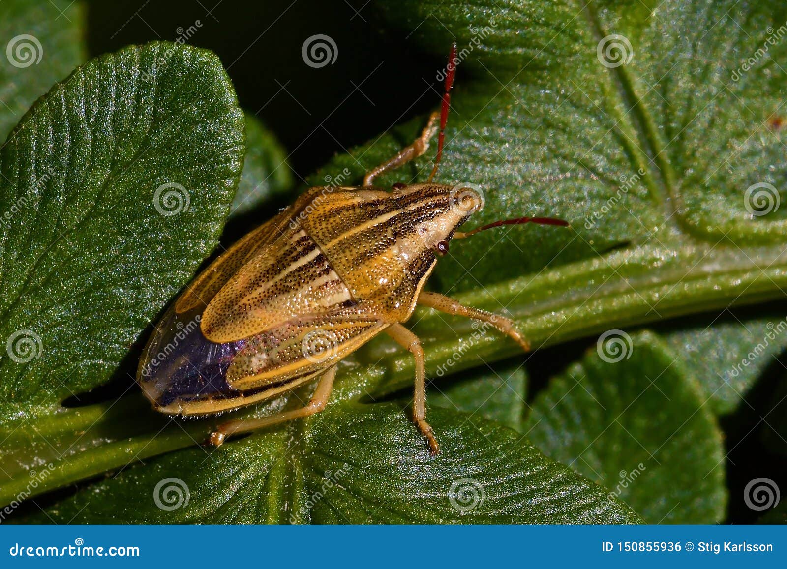 Bishop`s Mitre Shieldbug, Aelia Acuminata Stock Photo - Image of detail ...